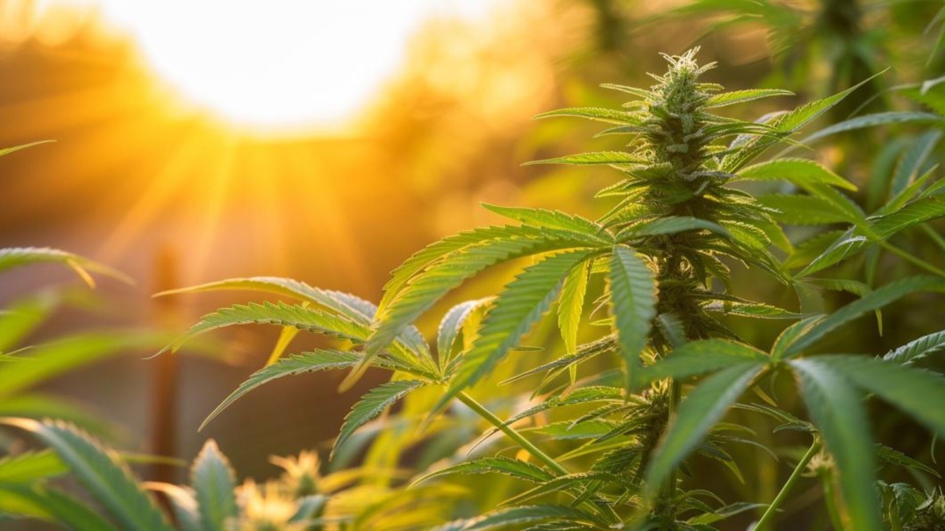 Chanvre : La Plante Miracle pour une Révolution Énergétique et Écologique