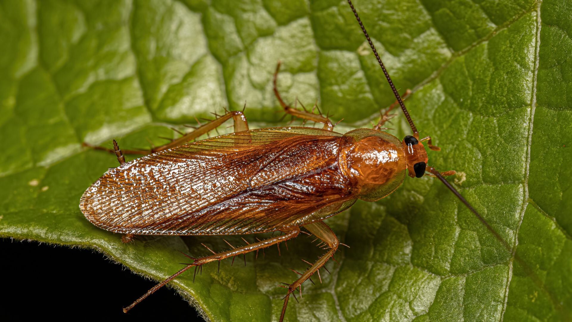 Comment Éliminer les Cafards de Jardin Naturellement : Guide Pratique ...
